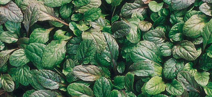 Millers Ground Cover | Products, Assorted | Ajuga Reptans